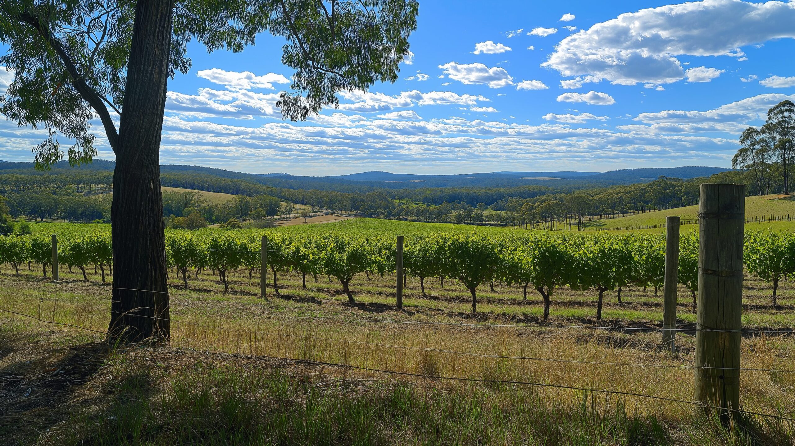 Usher Tinkler Wines 2022 Reserve Chardonnay: A Modern Hunter Valley ...